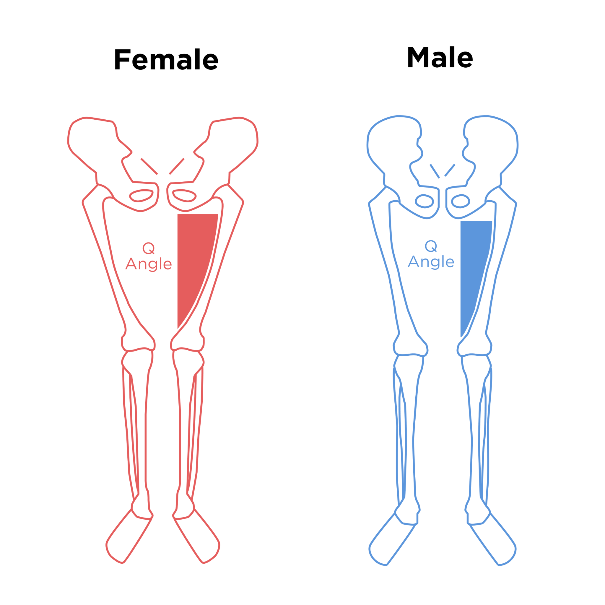 Understanding the Differences Between Female and Male Athletes for ...