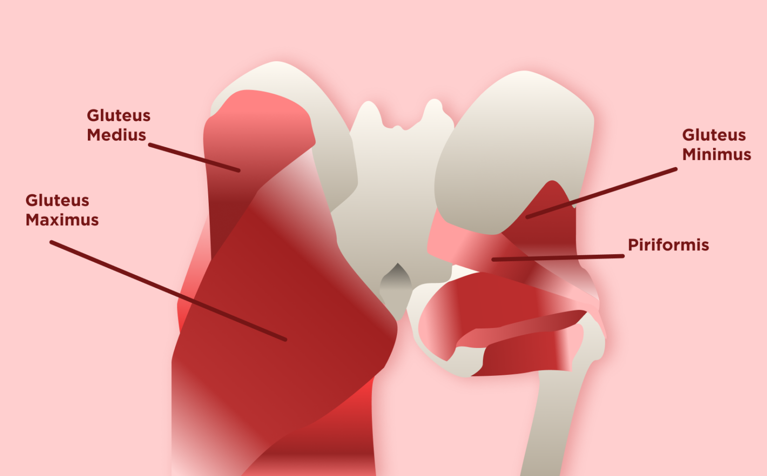 Glute Hypertrophy Program – Your Movement Muscle Development – Ultrax AI